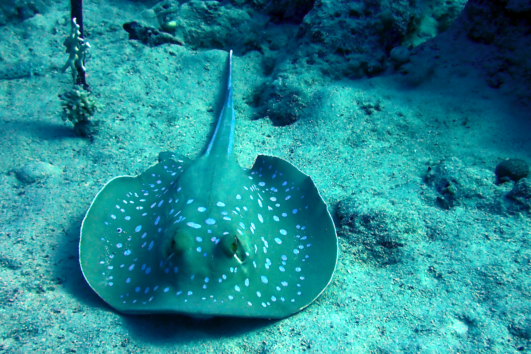 Aqua Fun Diving – Aqua Fun Diving Center